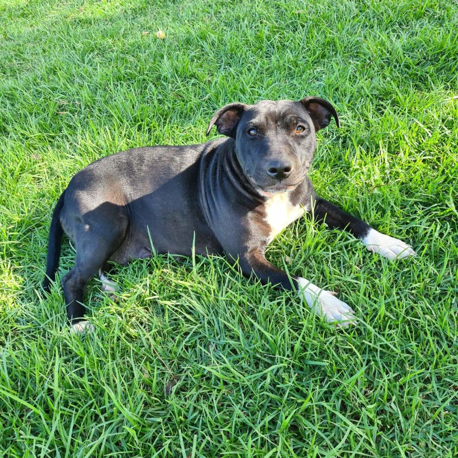 Zola - Medium Female Staffy Dog in VIC - PetRescue