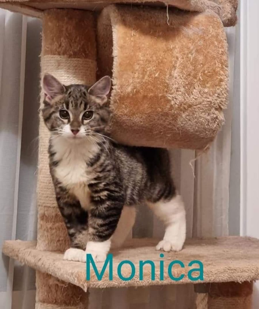 Monica - Female Domestic Short Hair Cat in SA - PetRescue