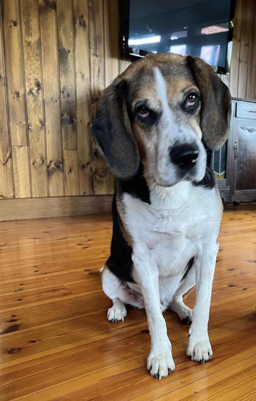Baxter - Medium Male Beagle x Foxhound Mix Dog in VIC - PetRescue