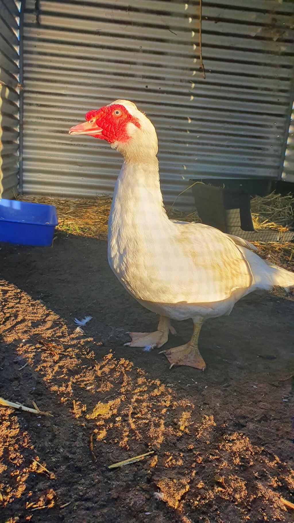Stuey - Male Muscovy Duck Mix Fowl in WA - PetRescue
