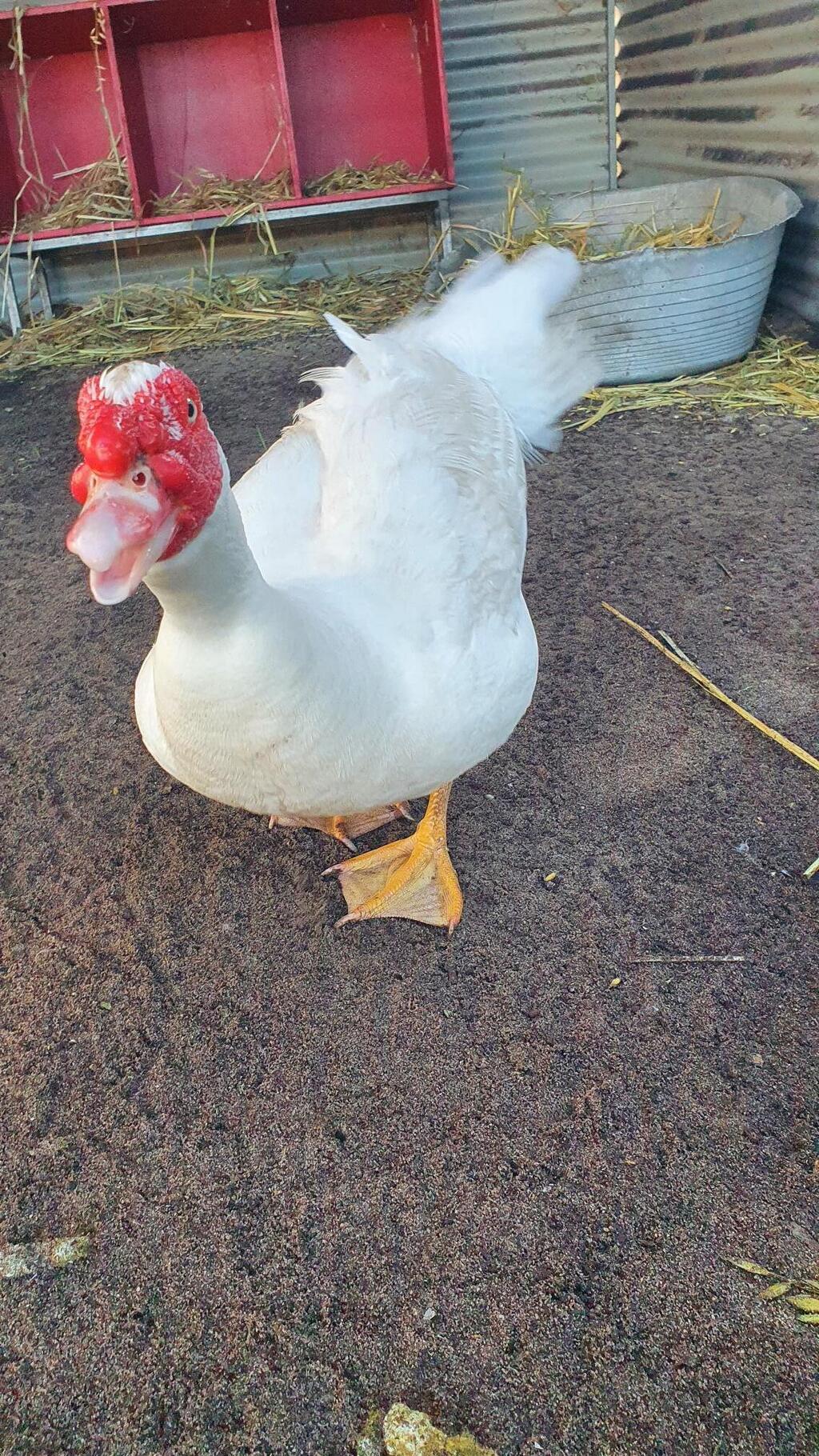 Matt - Male Muscovy Duck Mix Fowl in WA - PetRescue