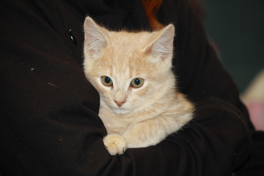 Possum - Male Domestic Short Hair Mix Cat in QLD - PetRescue