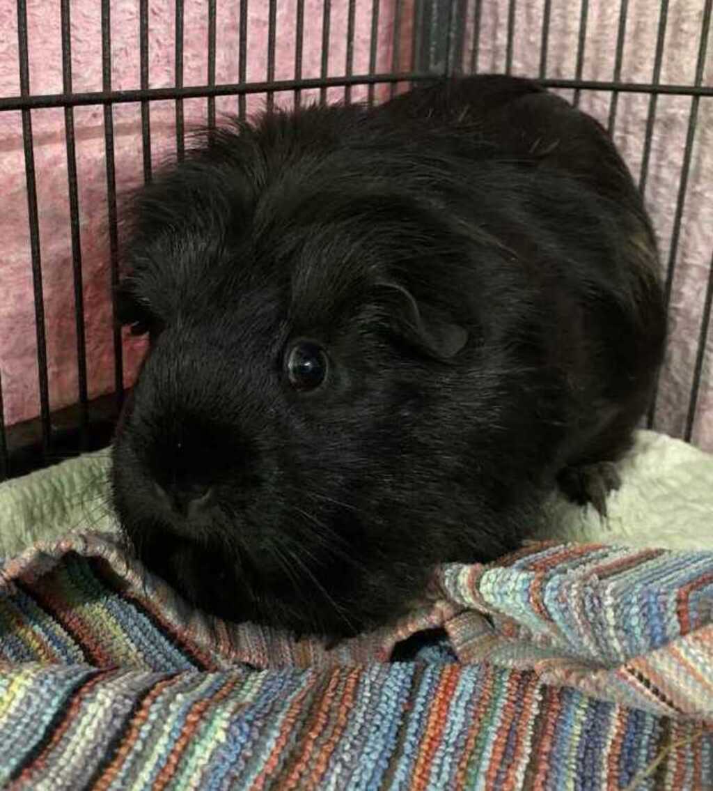 Miranda - Female Short-hair Smooth Hair Mix Guinea Pig in QLD - PetRescue