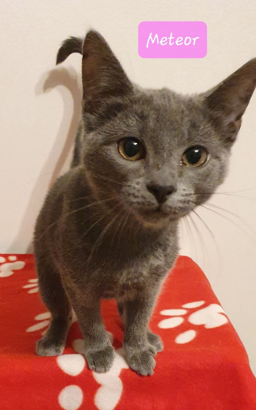 Meteor - Female Domestic Short Hair Cat in VIC - PetRescue