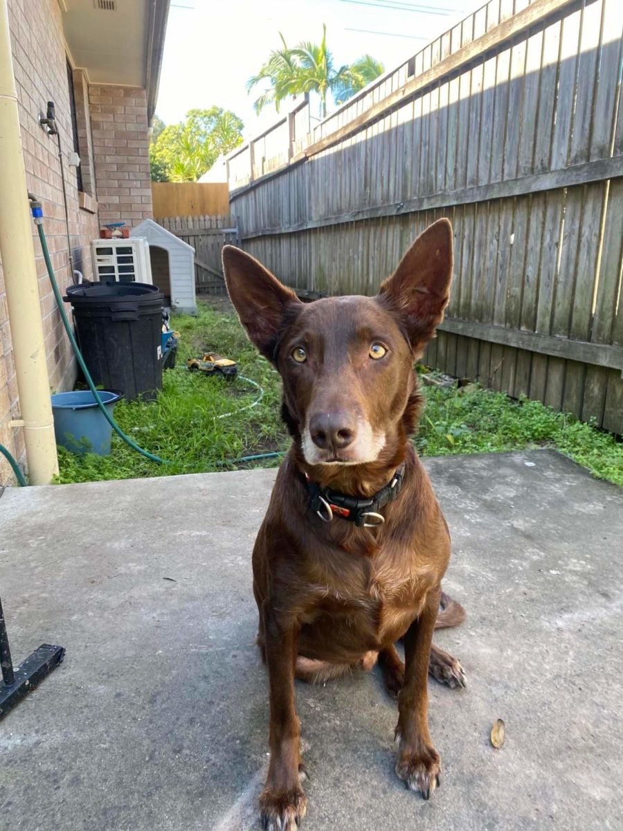 Red - Medium Male Kelpie Dog in QLD - PetRescue