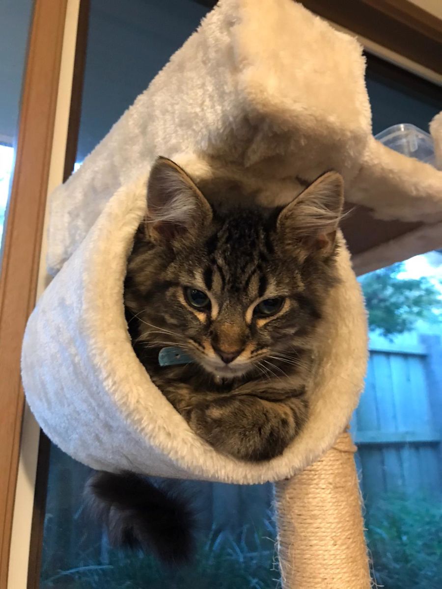 Sundrop - Male Domestic Short Hair Cat in VIC - PetRescue