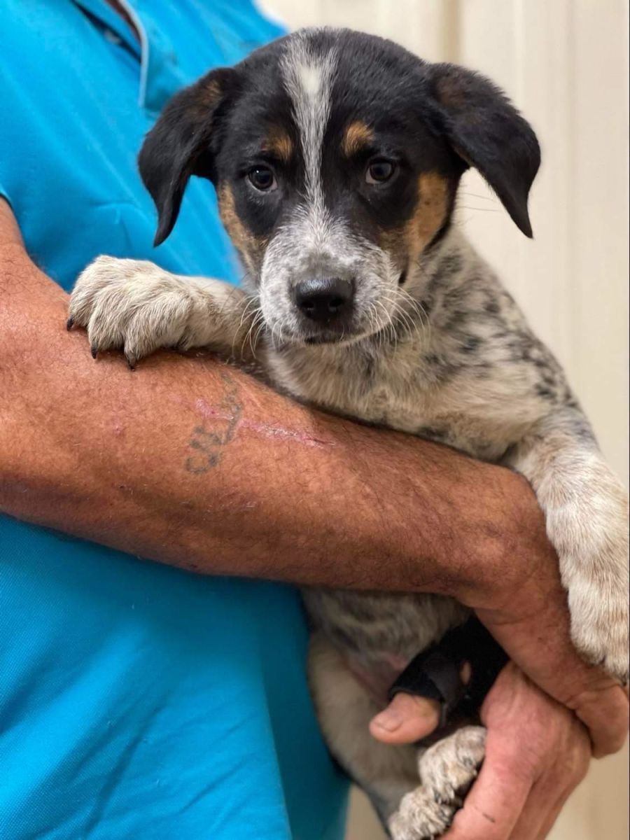 Harry - Medium Male Australian Cattle Dog Mix Dog in QLD - PetRescue