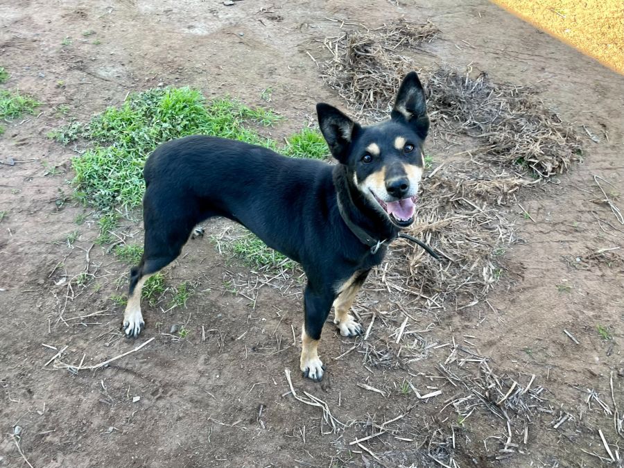 Tiny - Medium Female Kelpie Dog in VIC - PetRescue