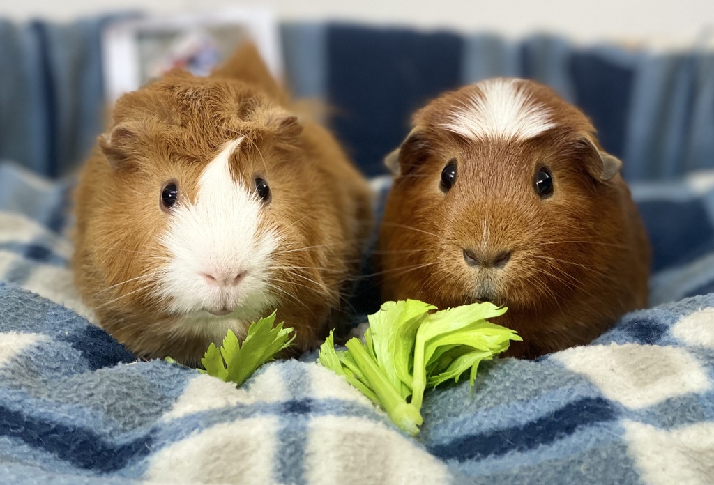 Fred - Male Long-hair Abyssinian Mix Guinea Pig in QLD - PetRescue
