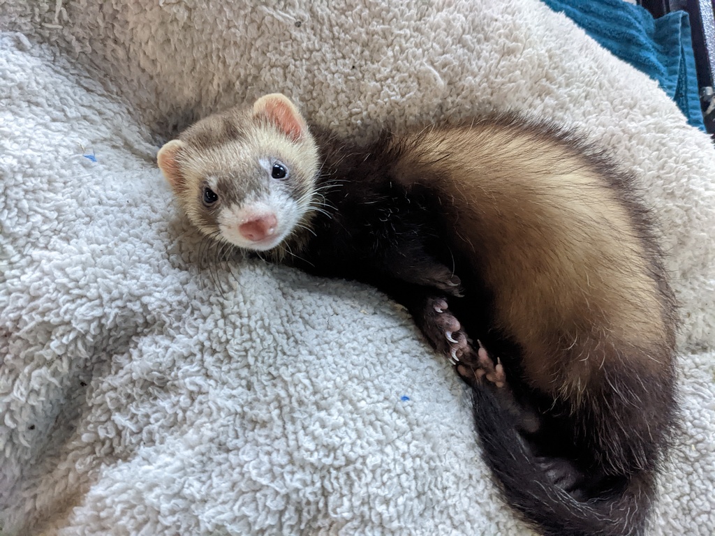 Hercules (bonded To Medusa) - Male Ferret Mix Rodent in VIC - PetRescue