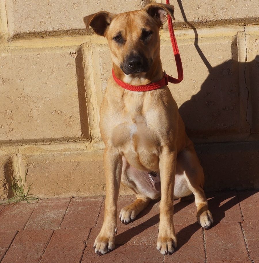 Didi - Medium Female Mixed Breed Dog in WA - PetRescue
