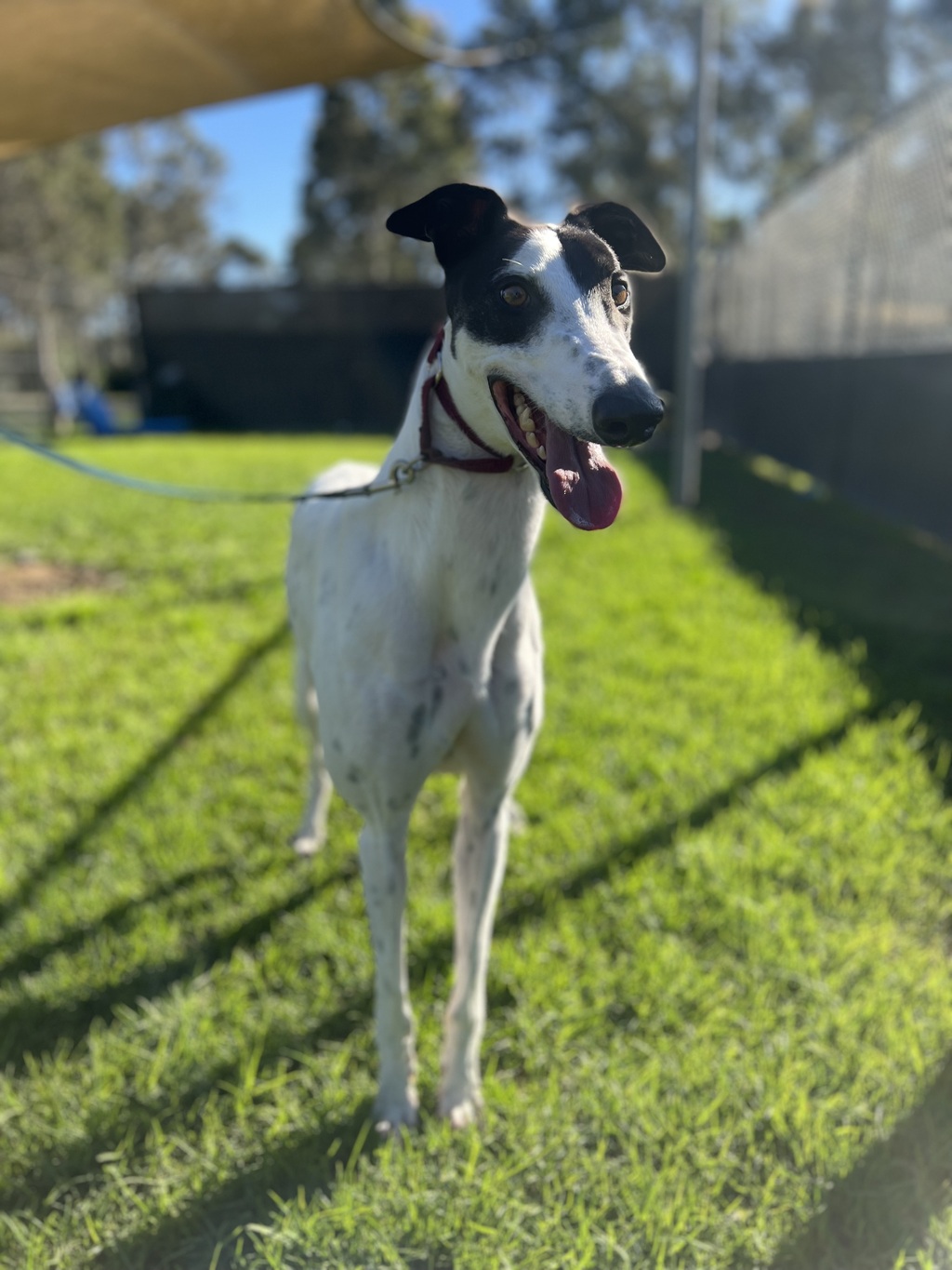 Ghost Rider - Large Male Greyhound Mix Dog in NSW - PetRescue
