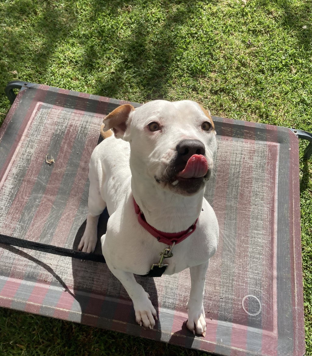 Hazelnut - Large Female American Staffy Mix Dog in WA - PetRescue
