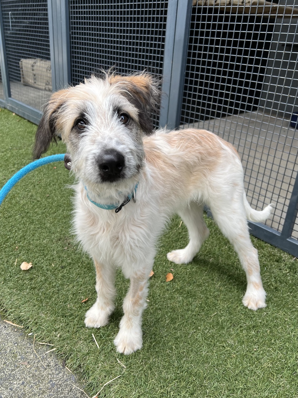 Jack - Medium Male Staghound Mix Dog in VIC - PetRescue