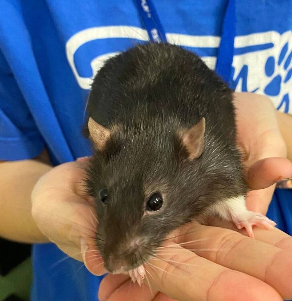 My Boy - Male Rat Mix Rodent in QLD - PetRescue