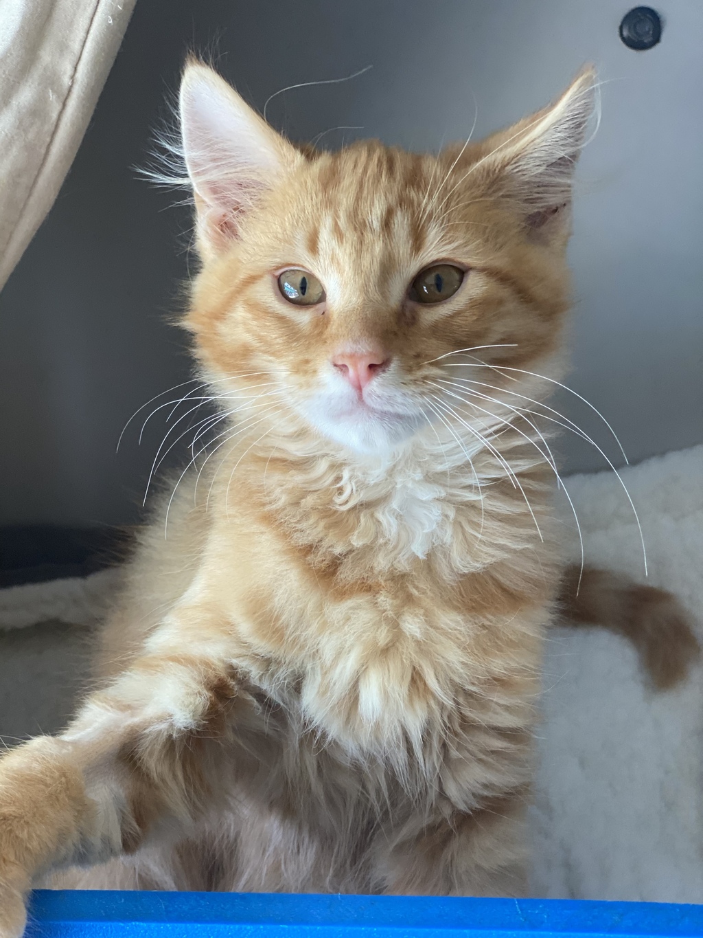 Tiger - Male Domestic Short Hair Mix Cat in QLD - PetRescue