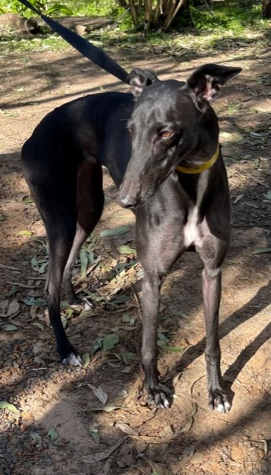 Dixie - Large Female Greyhound Dog in NSW - PetRescue
