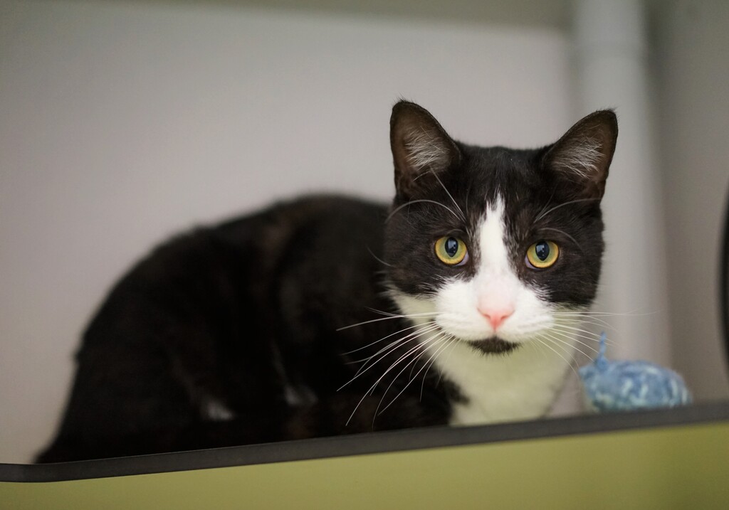 Chester - Male Domestic Short Hair Mix Cat in QLD - PetRescue