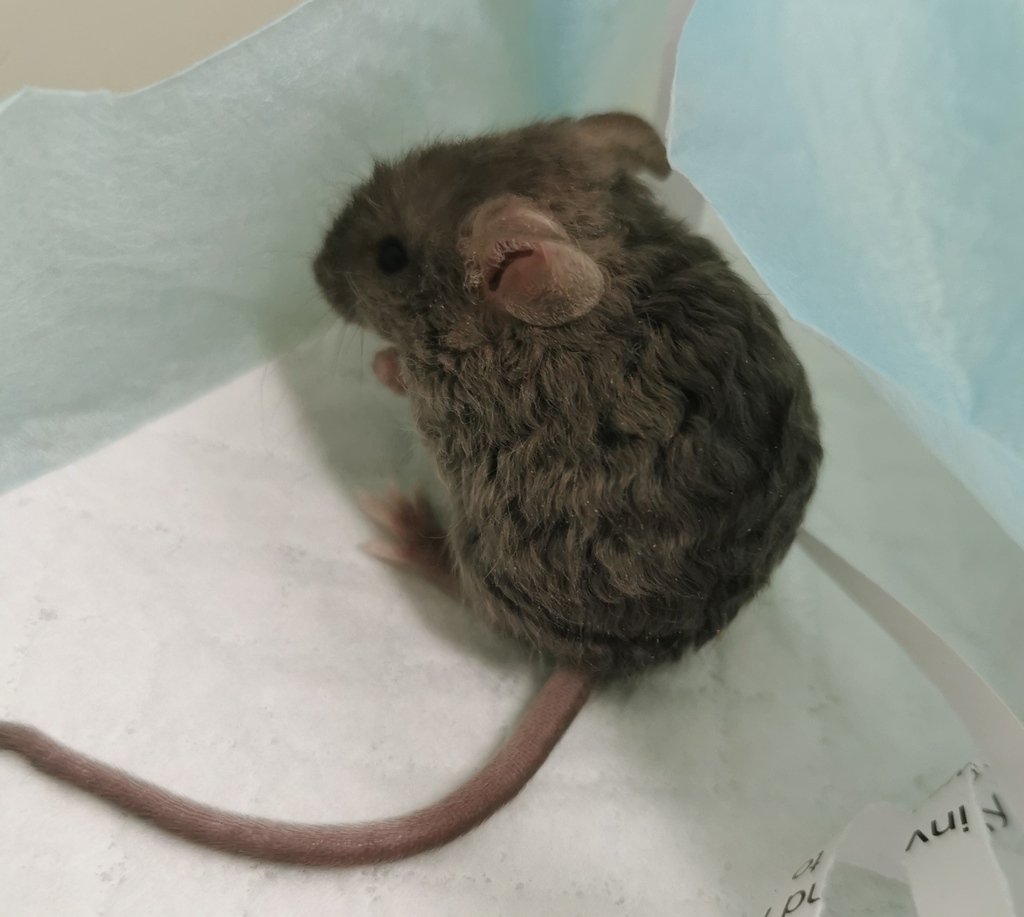 Sandra - Female Mouse Mix Rodent in QLD - PetRescue