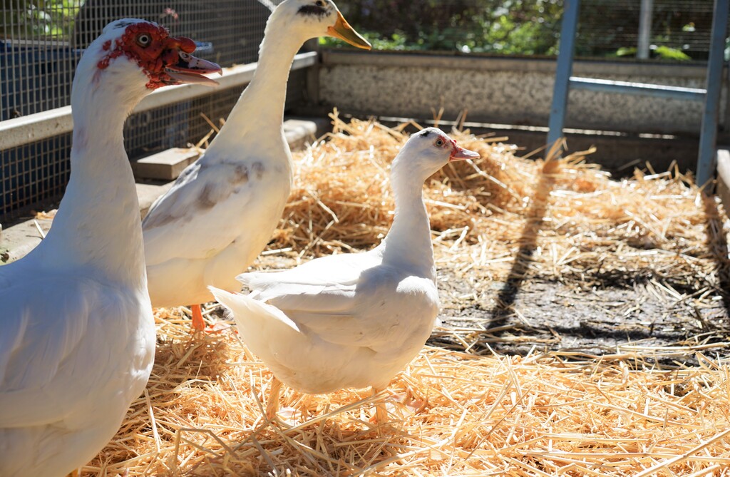 Betty - Female Duck Muscovy Mix Fowl in QLD - PetRescue