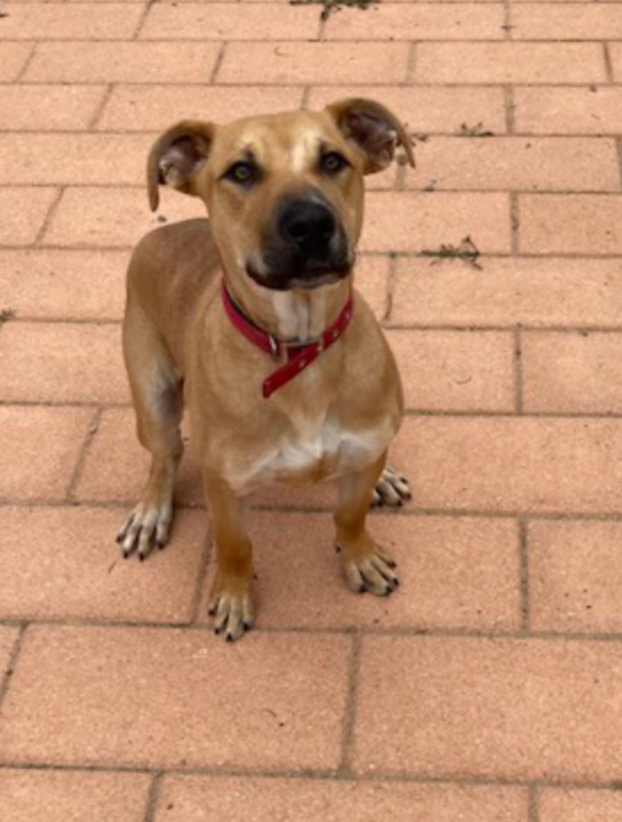 Bailey - Medium Male Staffy x Cross breed Dog in WA - PetRescue