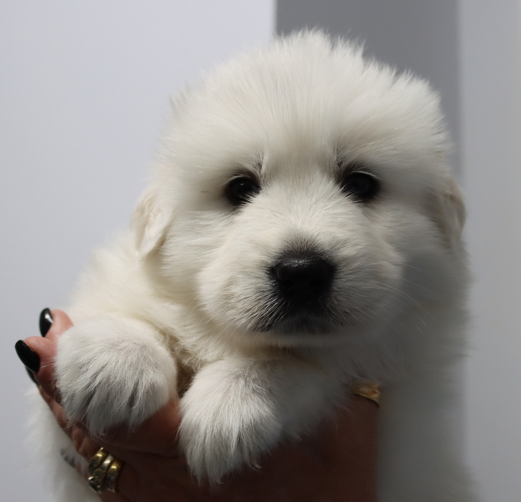 Lake - Small Female Maremma Sheepdog Mix Dog in ACT - PetRescue