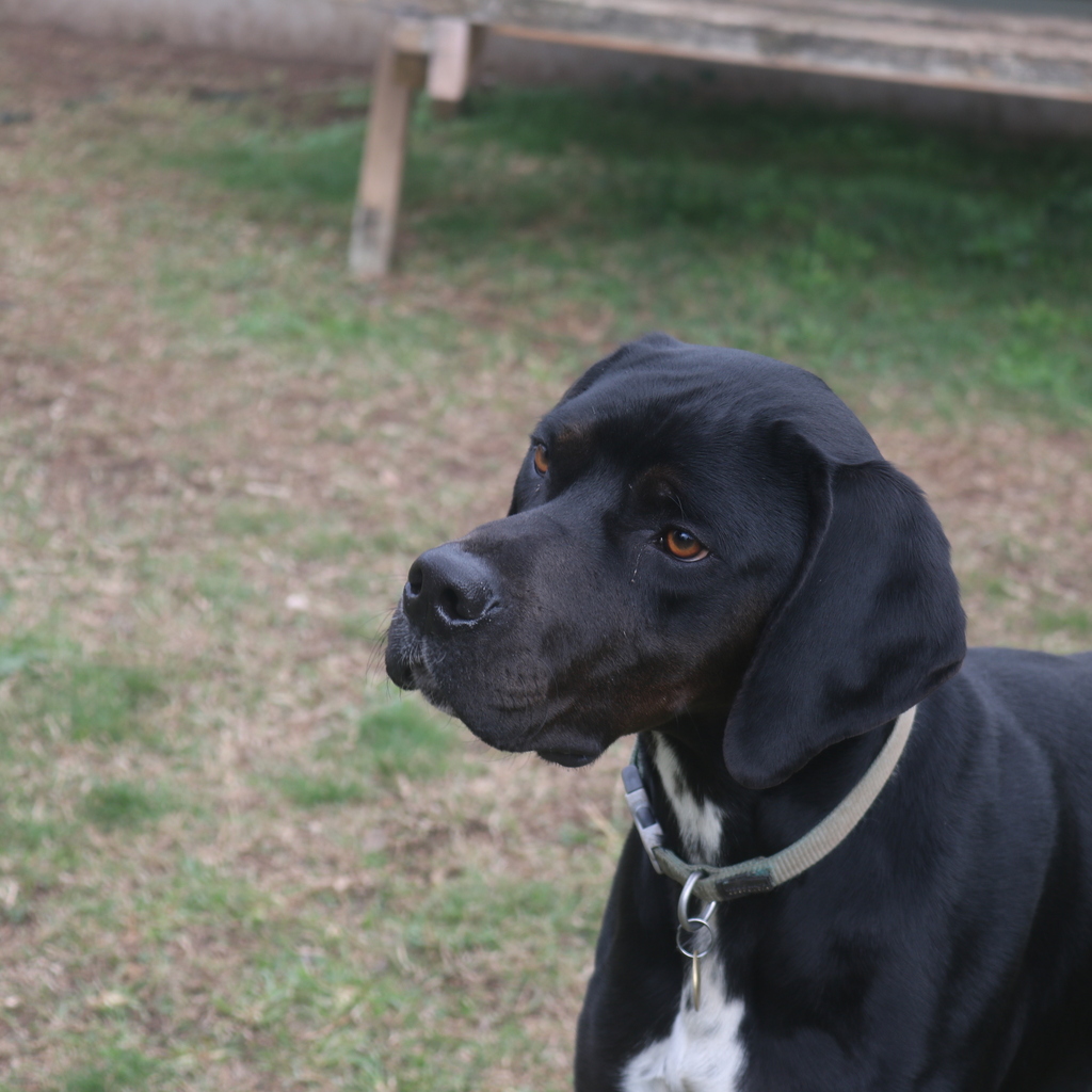 Brody - Large Male Pointer Mix x Catahoula Leopard Dog Mix Dog in VIC ...
