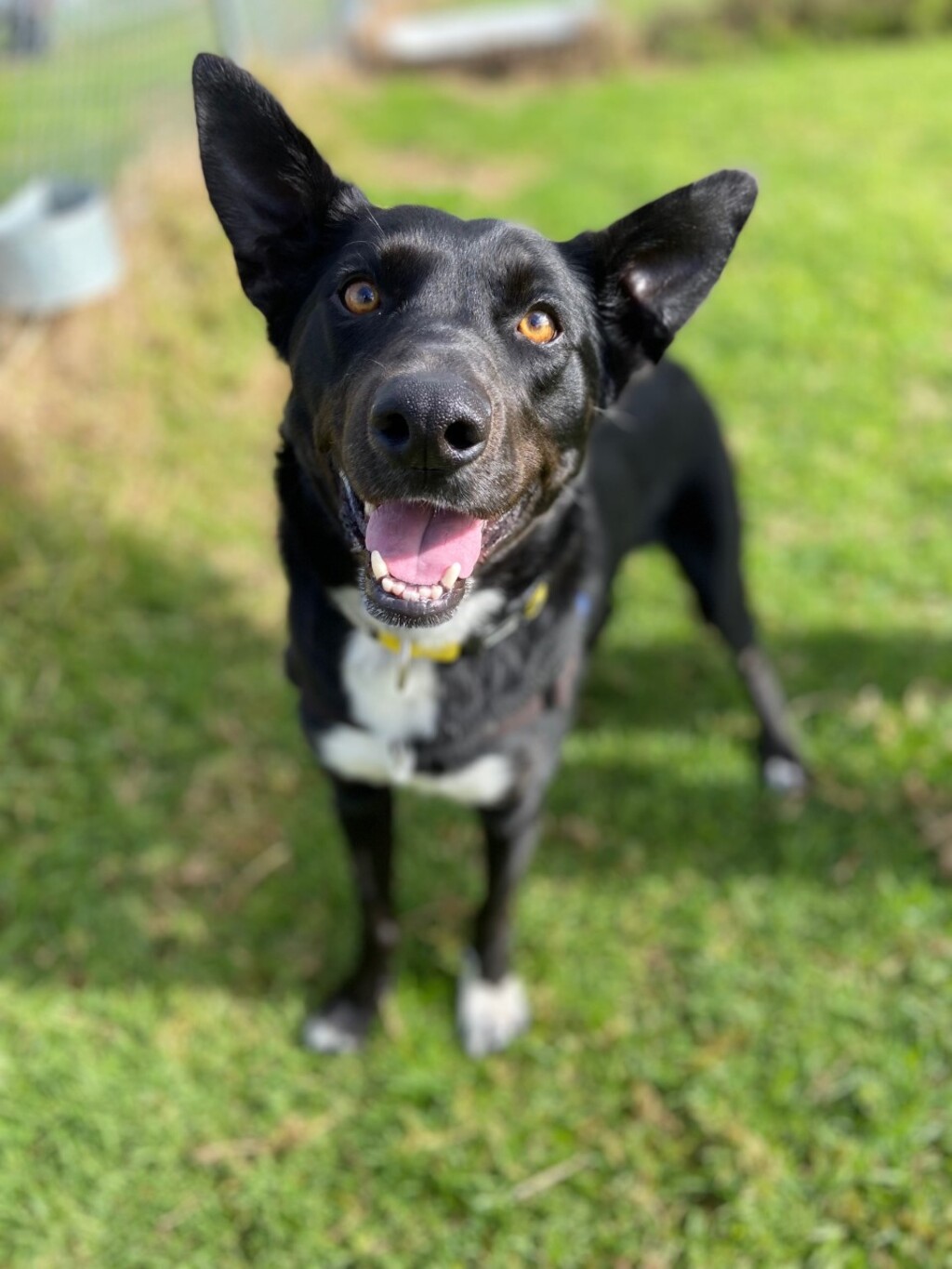Cooper - Medium Male Border Collie x Kelpie Mix Dog in VIC - PetRescue