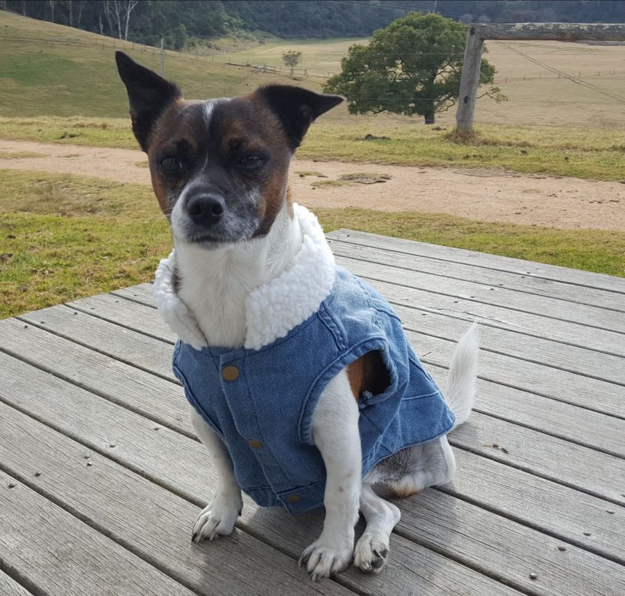 Three-legged legend Crumpet lives every dog’s dream ️️ - PetRescue