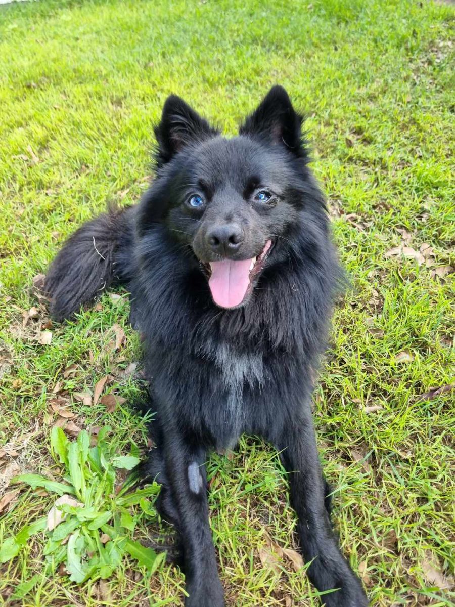 Archer - Medium Male Spitz Mix Dog in NSW - PetRescue