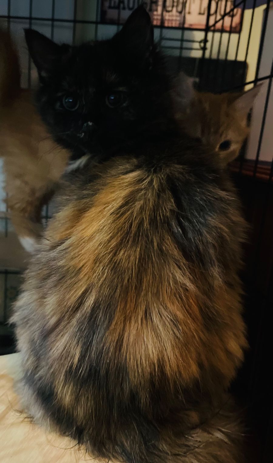 Saffron - Female Domestic Medium Hair Cat in VIC - PetRescue