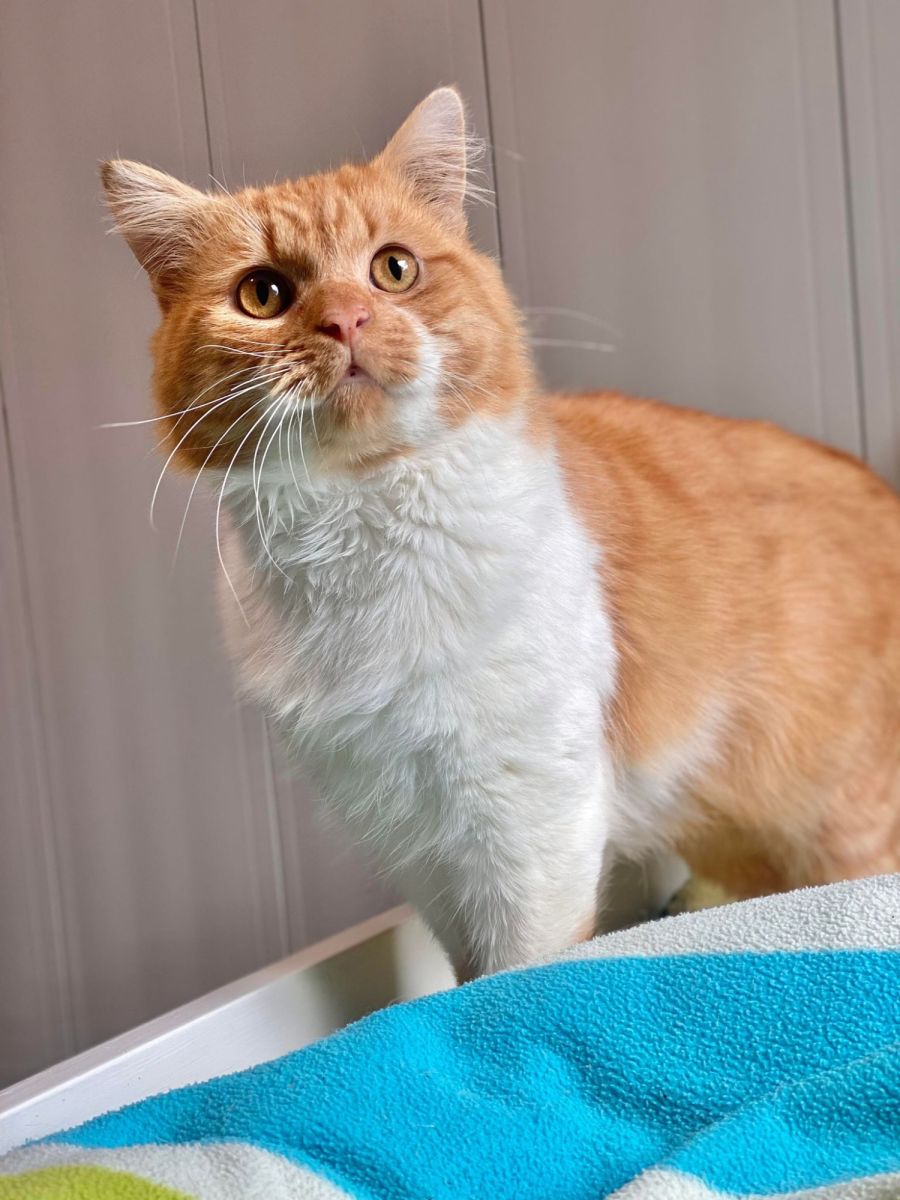 Maverick - Male Domestic Short Hair Cat in VIC - PetRescue