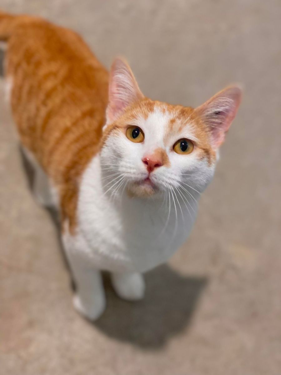 Quimby - Male Domestic Short Hair Cat in VIC - PetRescue