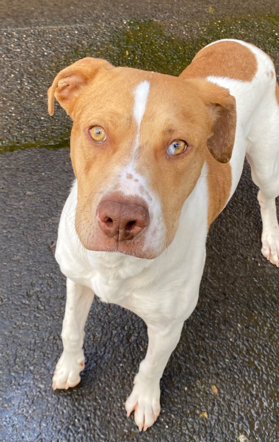 Barry - Medium Male Bull Arab Mix Dog in VIC - PetRescue