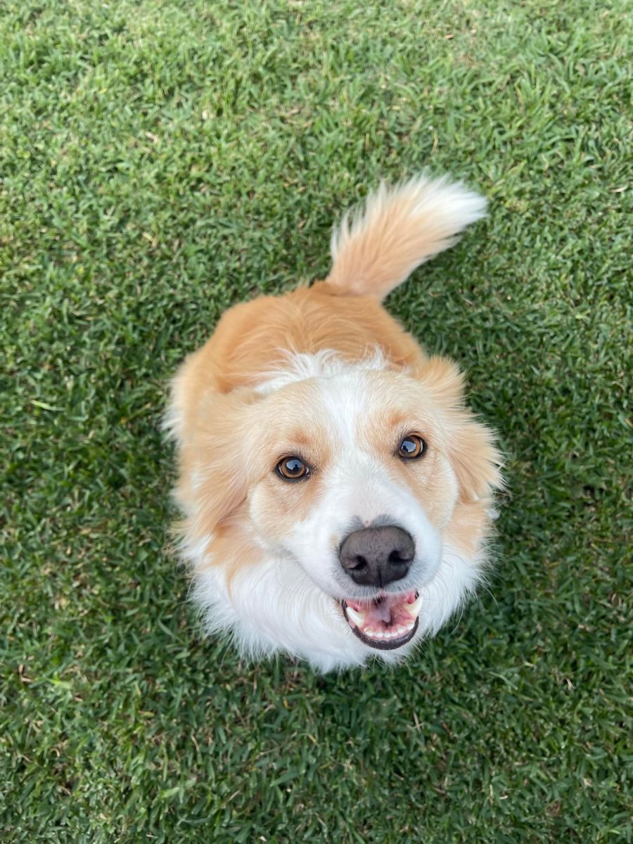 Pearl - Medium Female Border Collie Dog in NSW - PetRescue