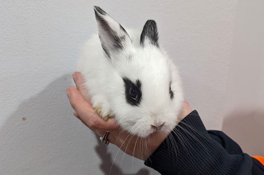 Zoro 241 - Female Rabbit in NSW - PetRescue