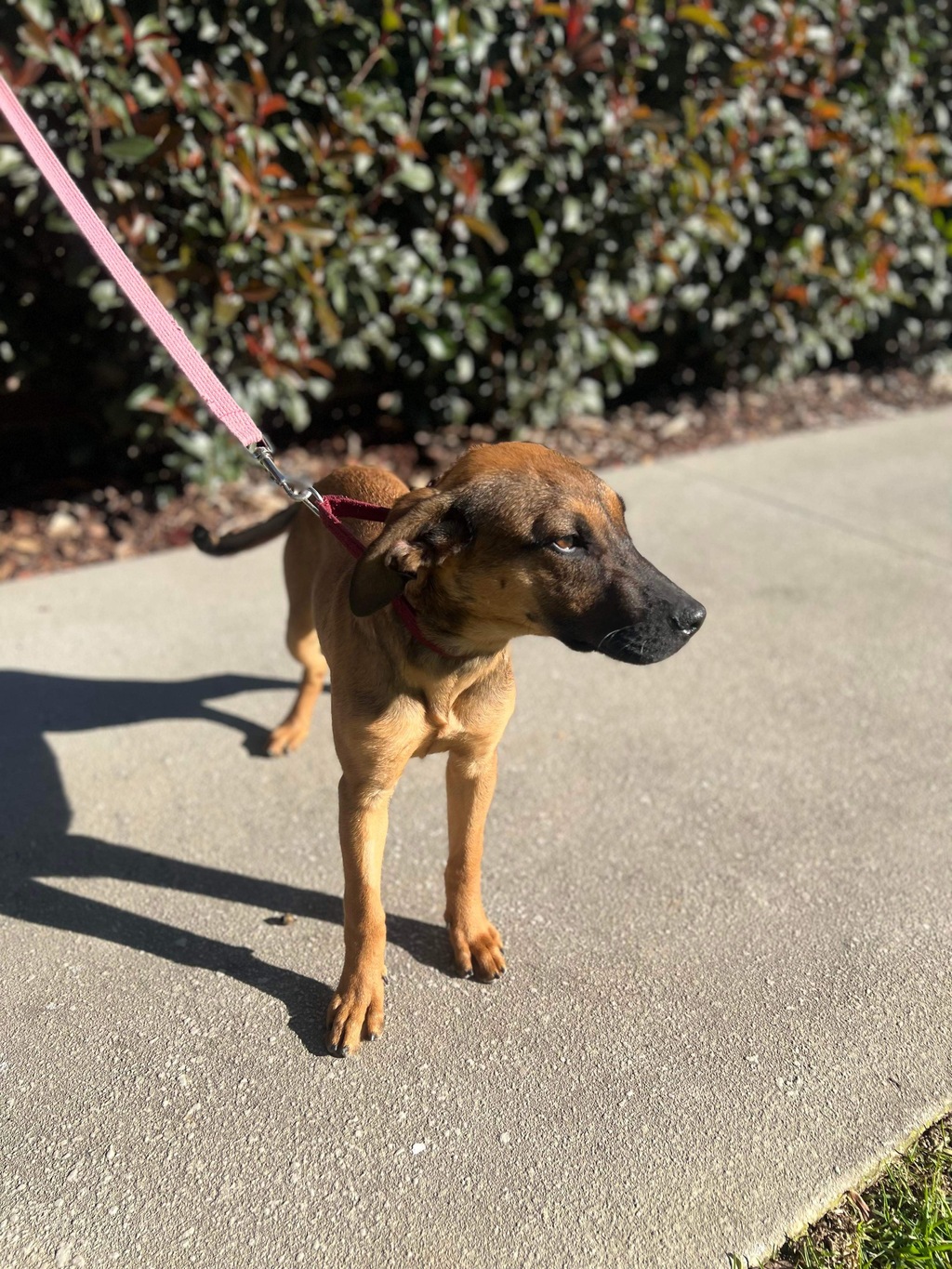 Mandy - Large Female Kelpie x Rhodesian Ridgeback Mix Dog in NSW ...