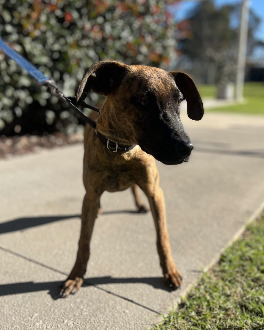 Marnie - Medium Female Kelpie x Rhodesian Ridgeback Mix Dog in NSW ...
