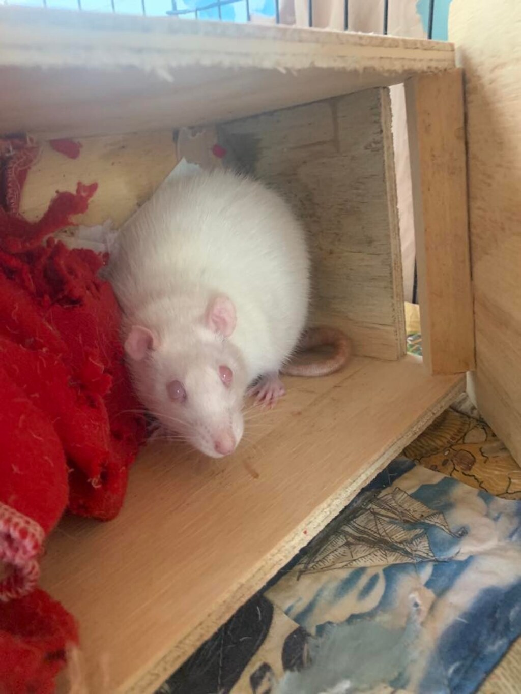 Honey - Female Rat Rodent in ACT - PetRescue