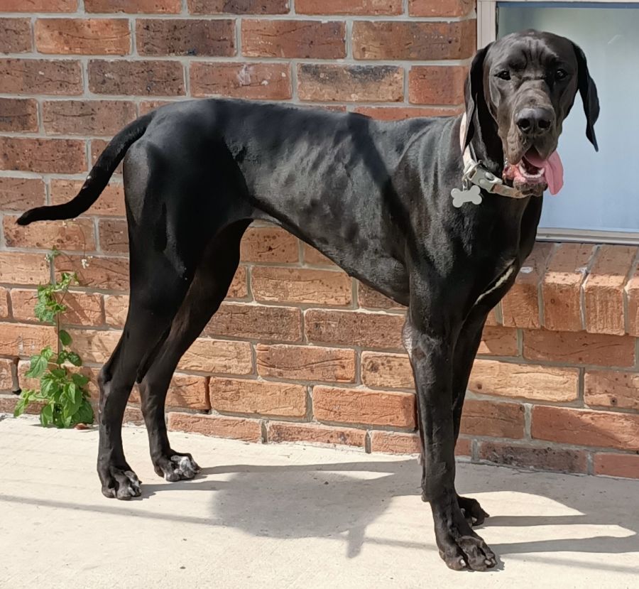 Laynie - Large Female Great Dane Dog in QLD - PetRescue