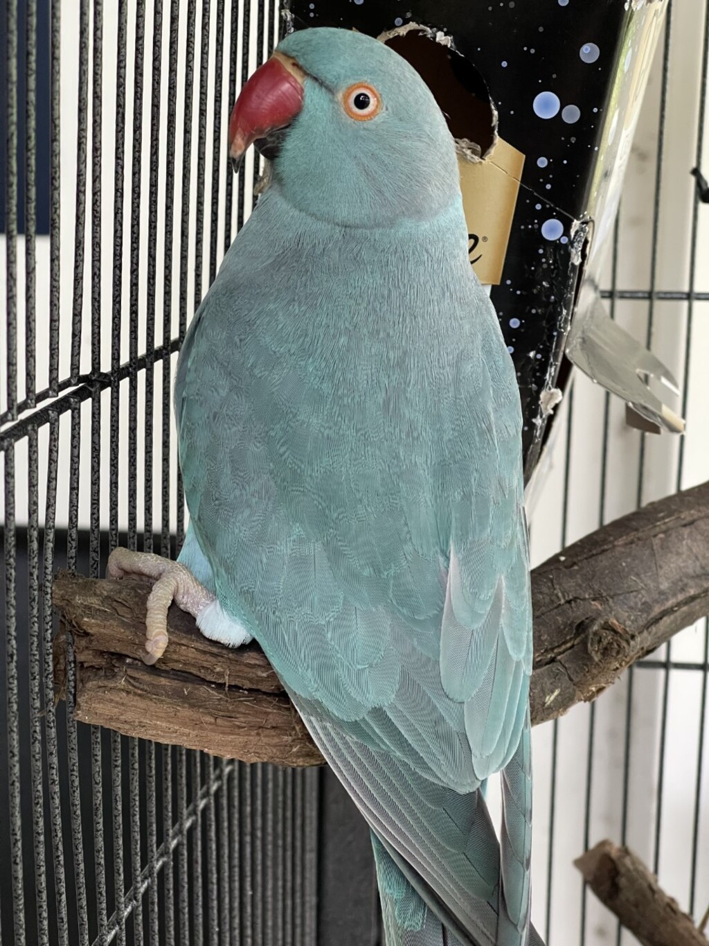 Kiwi - Female Parrot Mix Bird in NSW - PetRescue