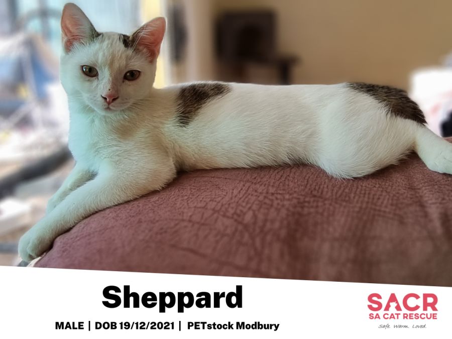 Sheppard - Male Domestic Short Hair Cat in SA - PetRescue