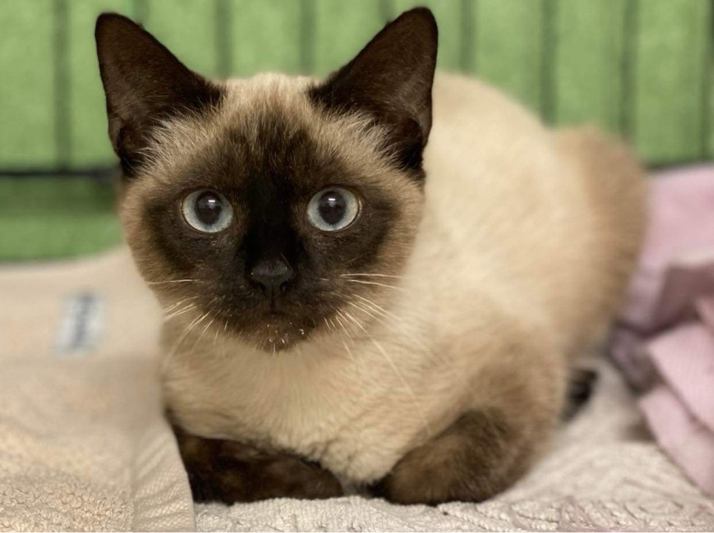 Midge - Female Layanese Mix Cat in QLD - PetRescue