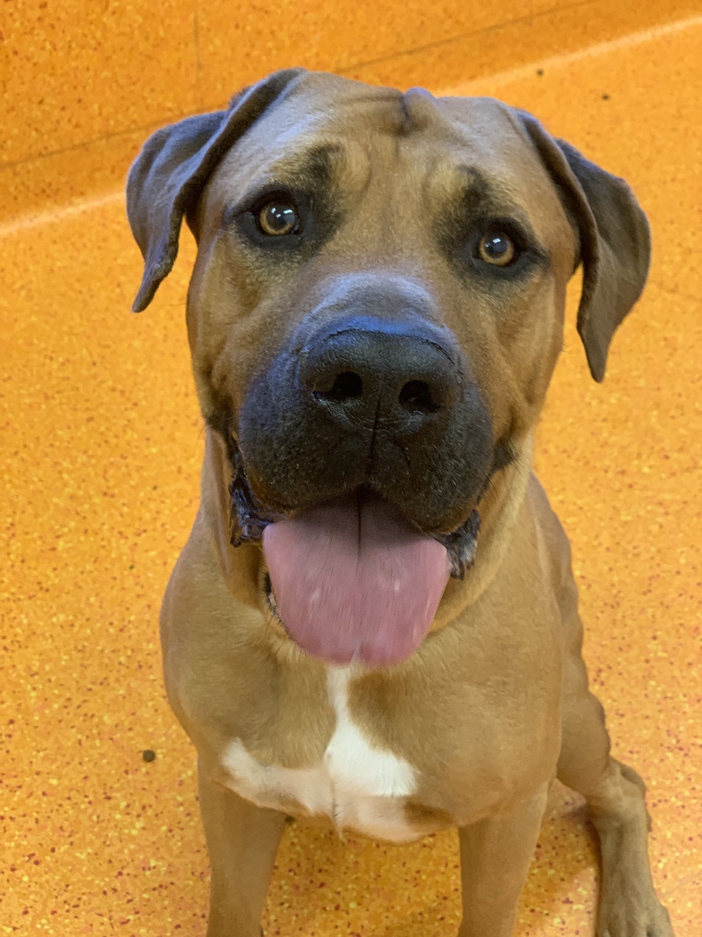 Jethro - Large Male Bullmastiff x Rhodesian Ridgeback Mix Dog in QLD ...