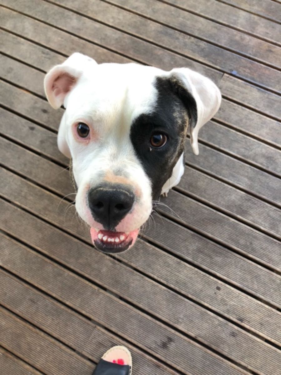 Persia - Large Female American Bulldog Mix Dog in VIC - PetRescue