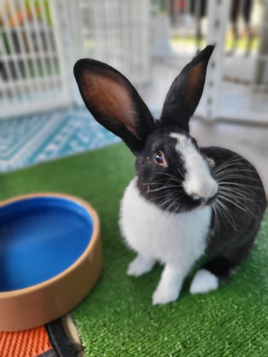 Brushtail Bunny - Female Dutch Mix Rabbit in NSW - PetRescue