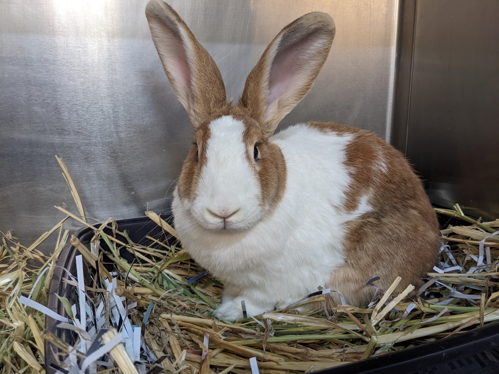 Diva - Female Flemish Giant Rabbit in VIC - PetRescue