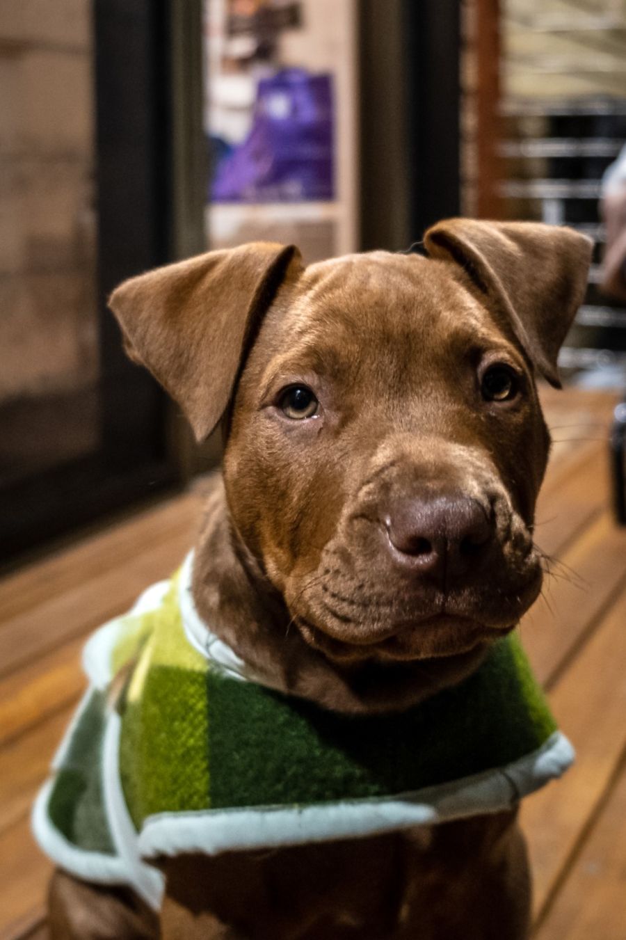 D770 Hooch - Large Male Ridgeback x Amstaff Mix Dog in NSW - PetRescue