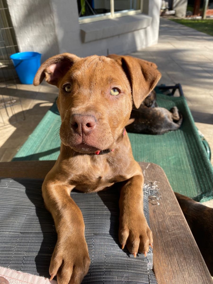 D773 Leesa - Large Female Ridgeback x Amstaff Mix Dog in NSW - PetRescue