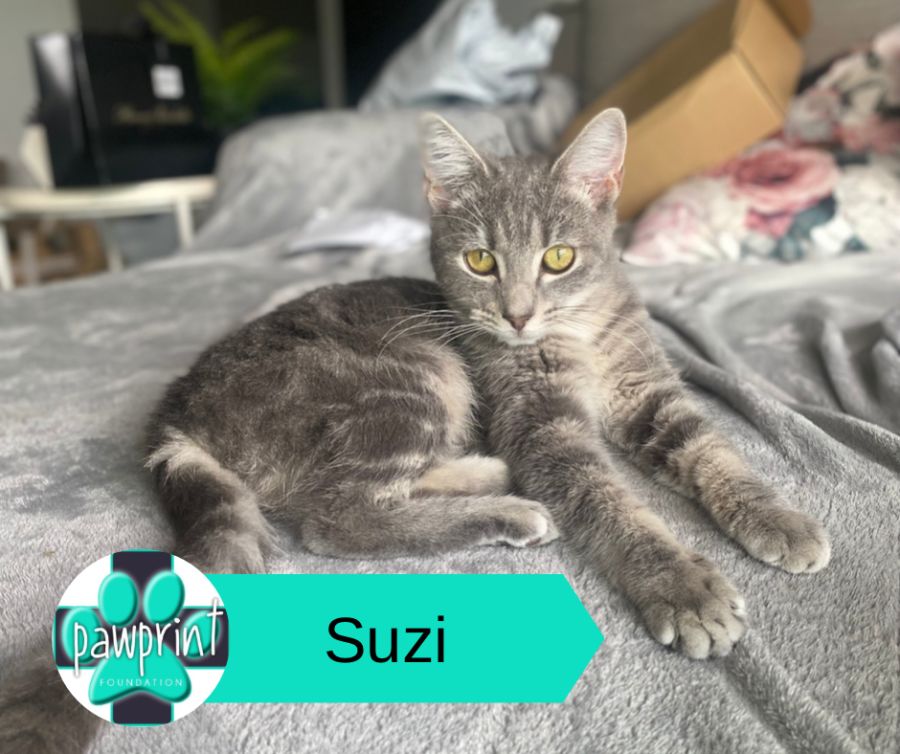 Mittens The Cat Detective